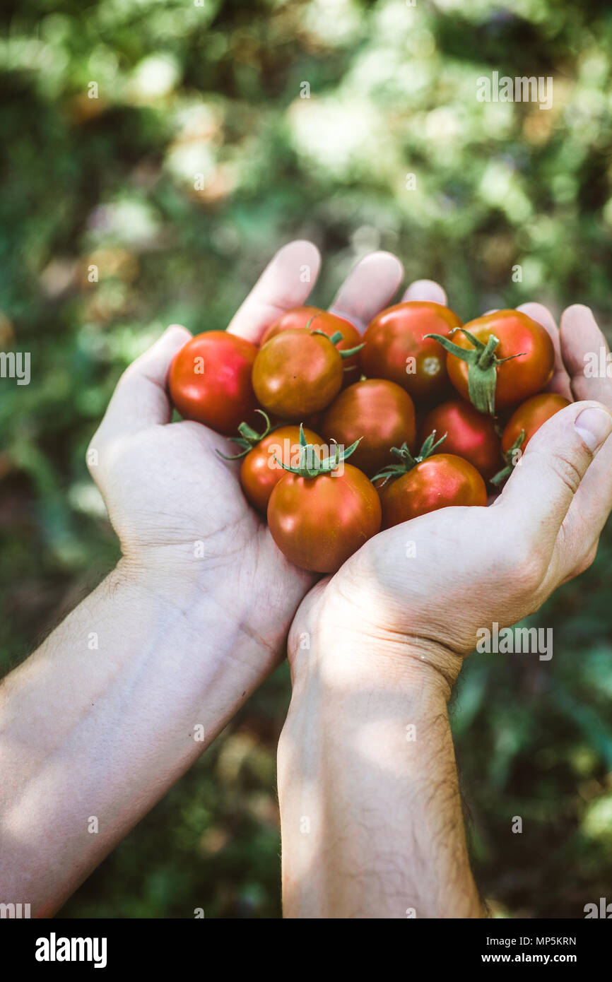 Tomato harvest. Farmers hands with freshly harvested tomatoes Stock Photo - Alamy