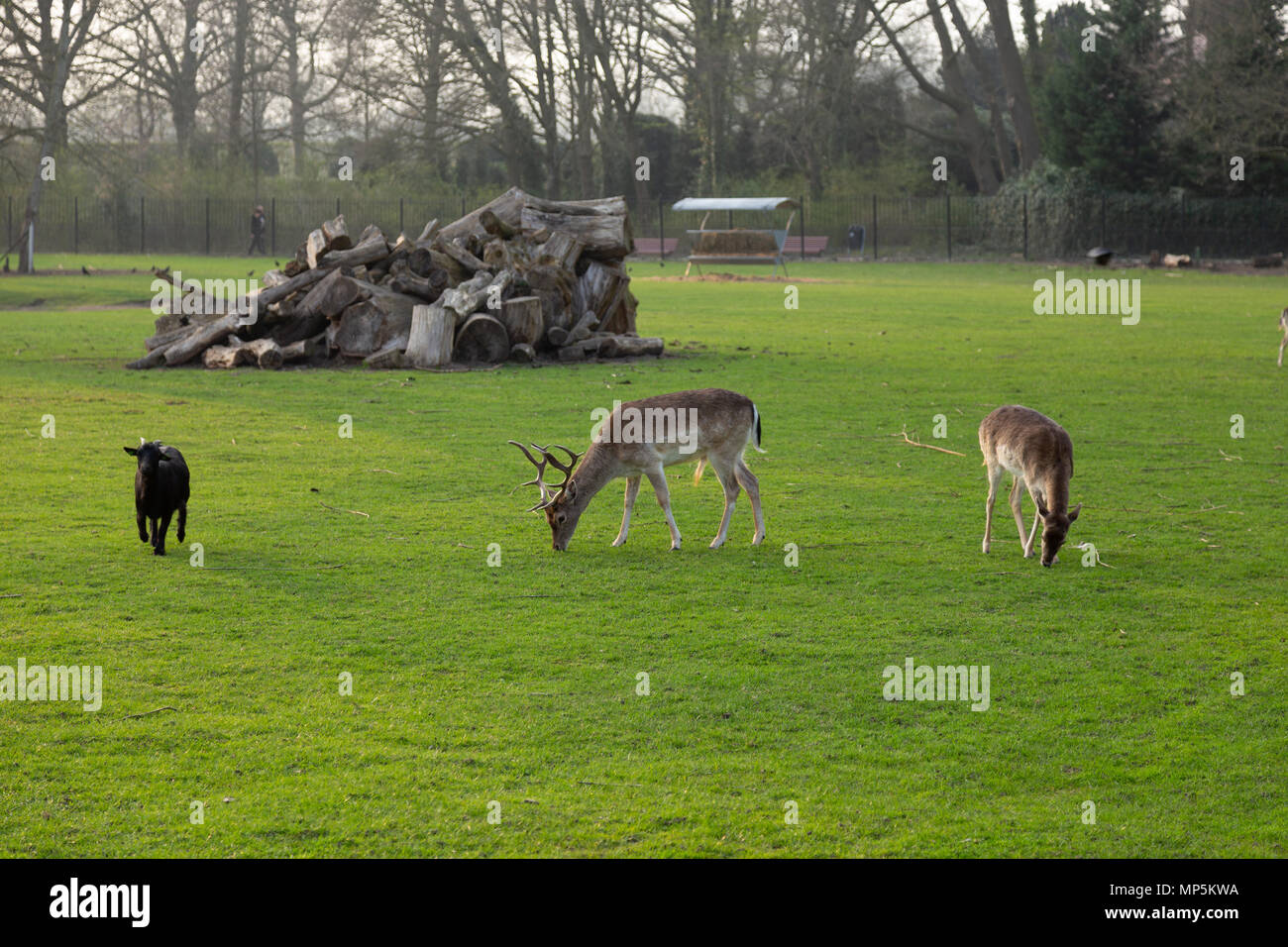 Grazing graze grass hi-res stock photography and images - Alamy