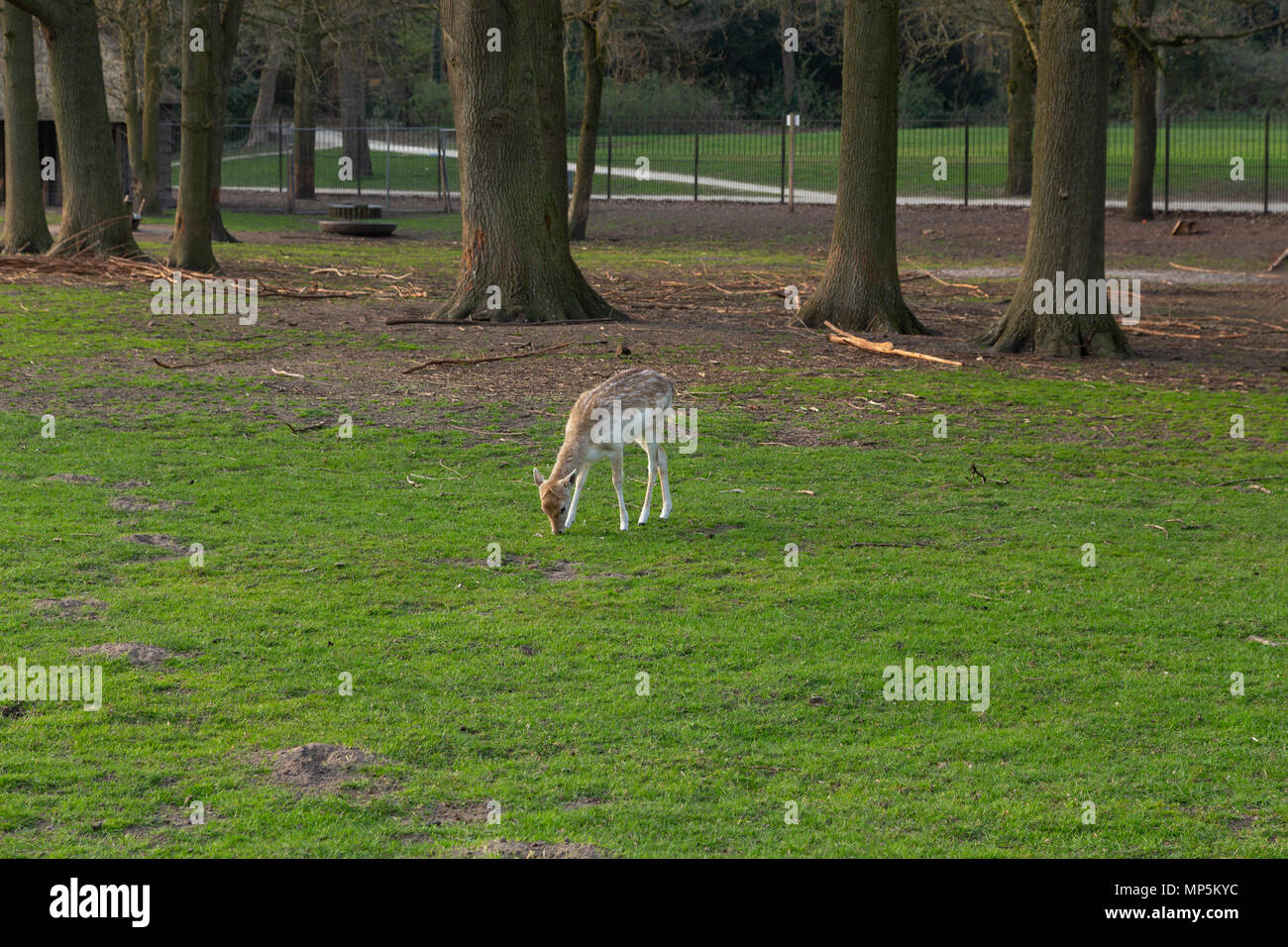 Female deer in grass hi-res stock photography and images - Alamy