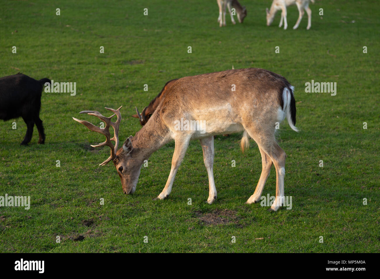 Male deers hi-res stock photography and images - Alamy