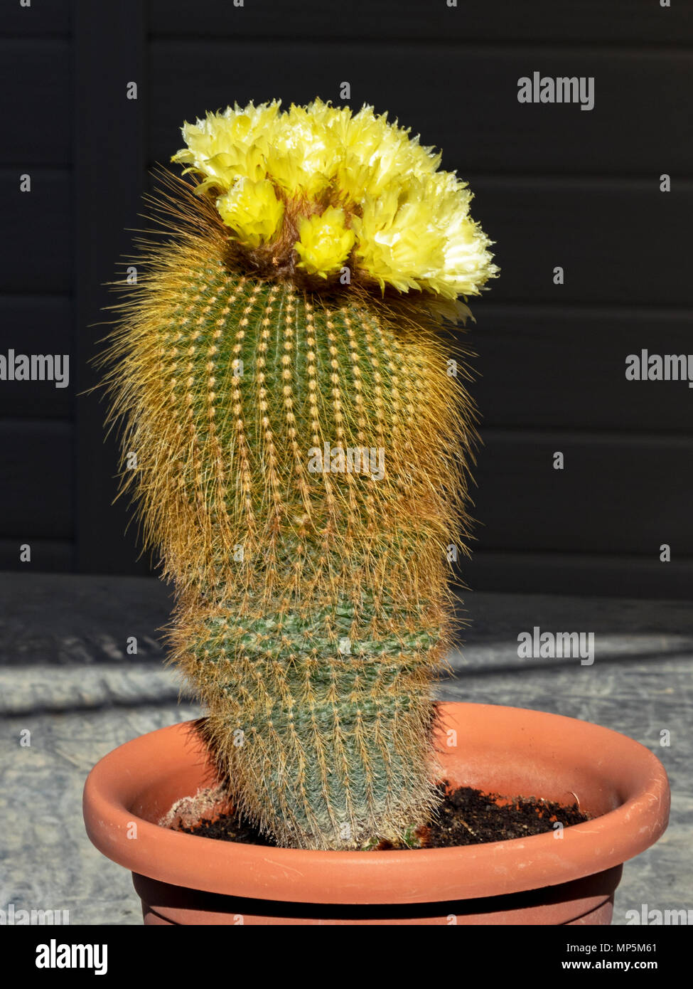 Cactus flowers in bloom hi-res stock photography and images - Alamy
