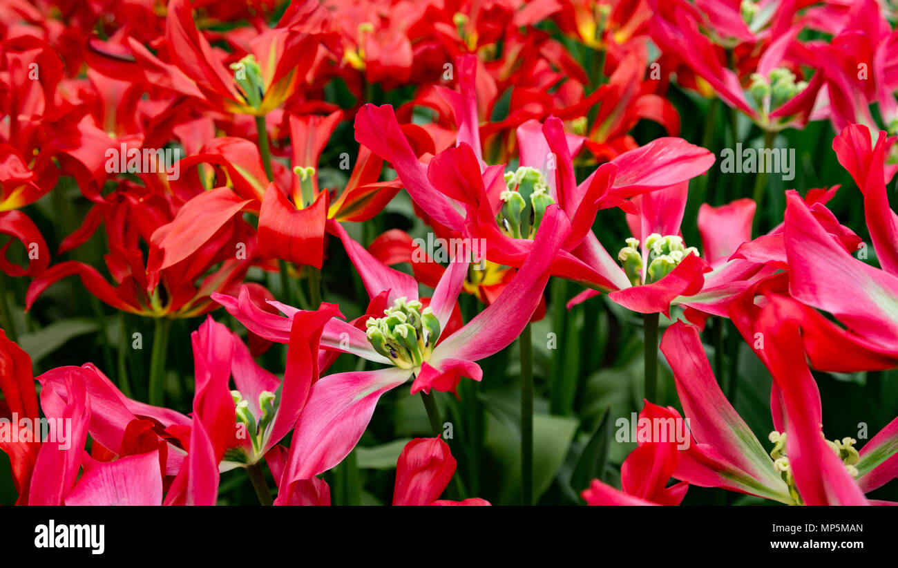 Pink visual hi-res stock photography and images - Alamy