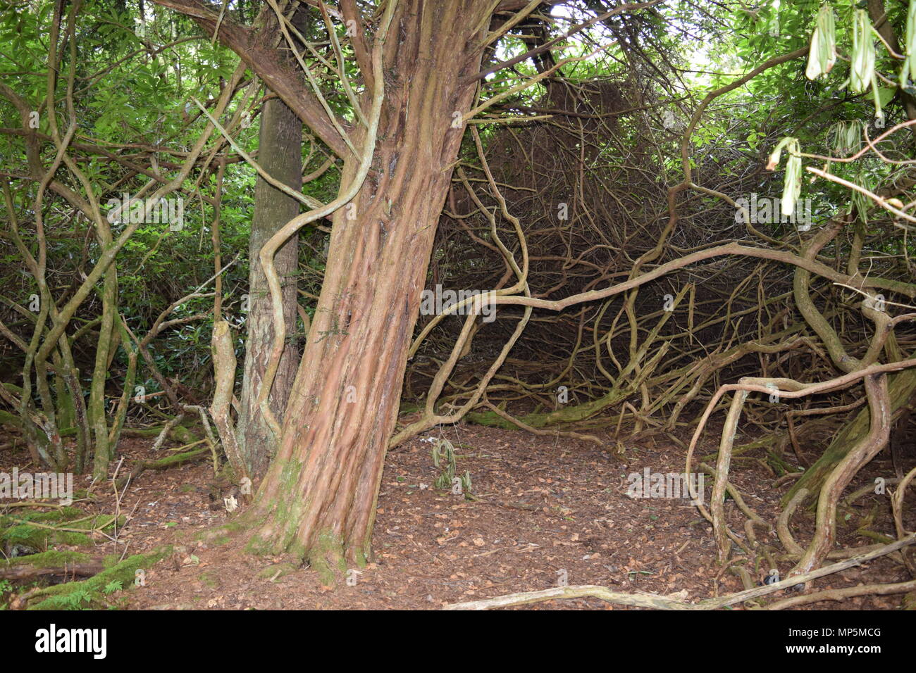 the pineapple and Dunmore house near airth Scotland,big trees Stock ...