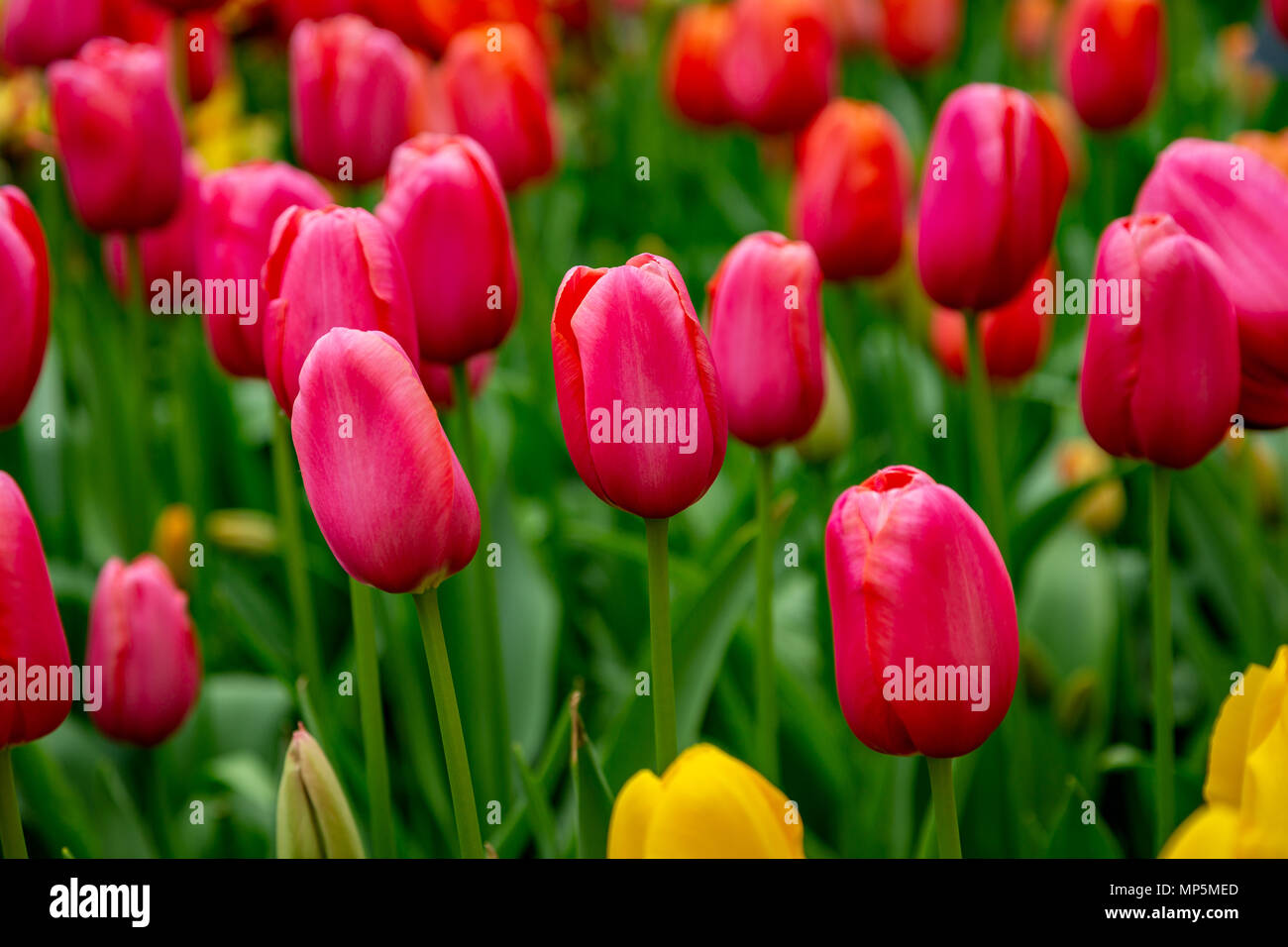 Cherry visual hi-res stock photography and images - Alamy