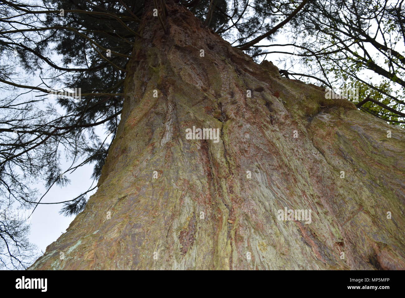 the pineapple and Dunmore house near airth Scotland,big trees Stock ...