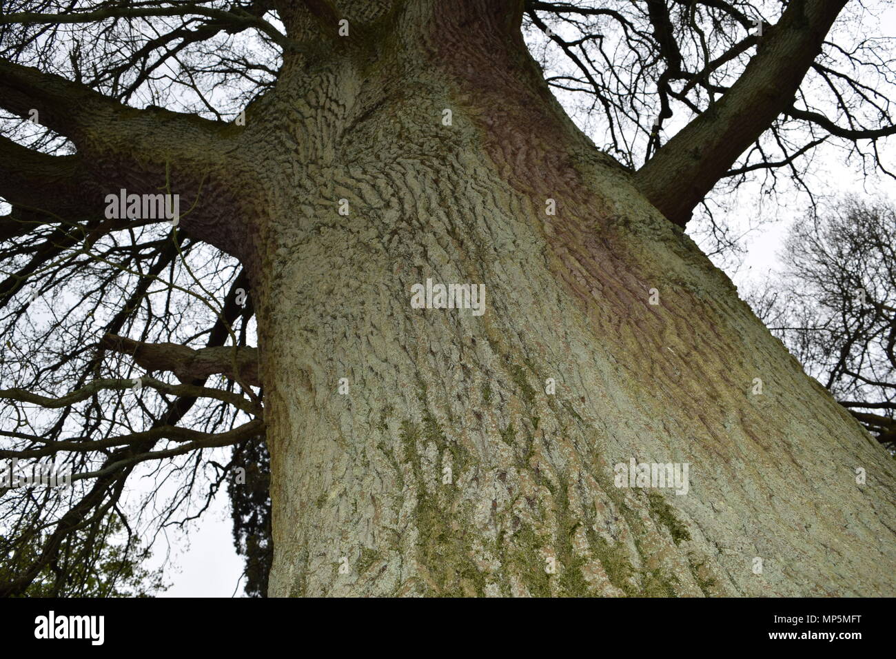 the pineapple and Dunmore house near airth Scotland,big trees Stock ...
