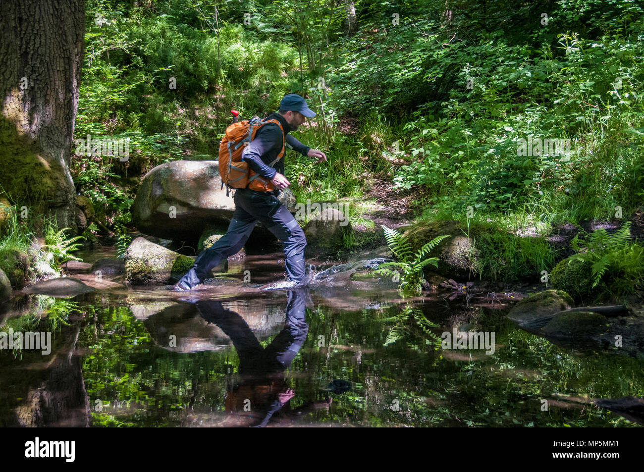 Hiker crossing stream in forest Stock Photo - Alamy