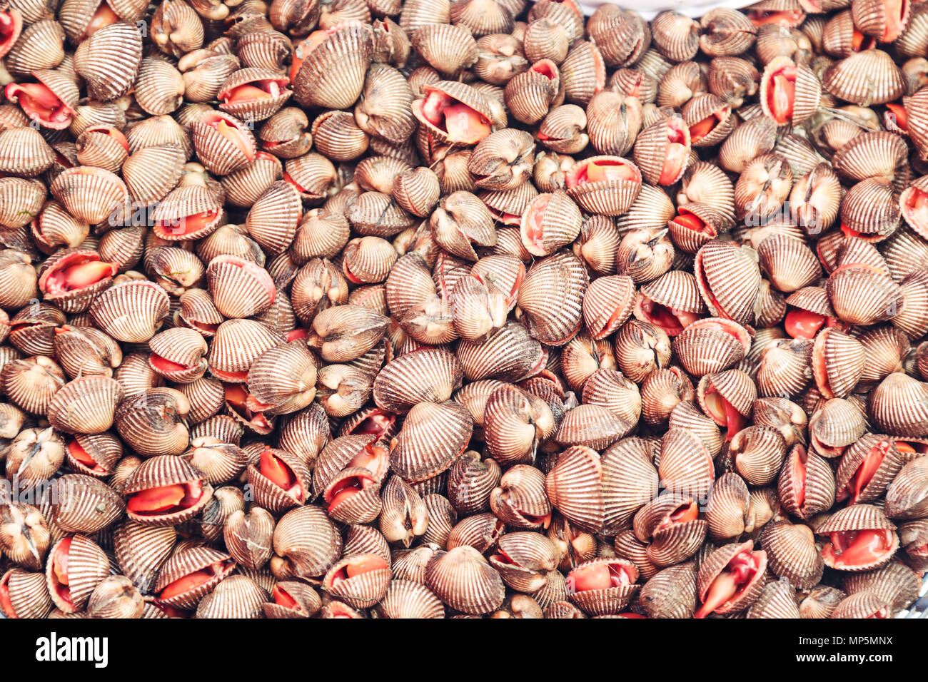 Fresh raw molluscs in the fish market. Kep, Cambodia Stock Photo - Alamy