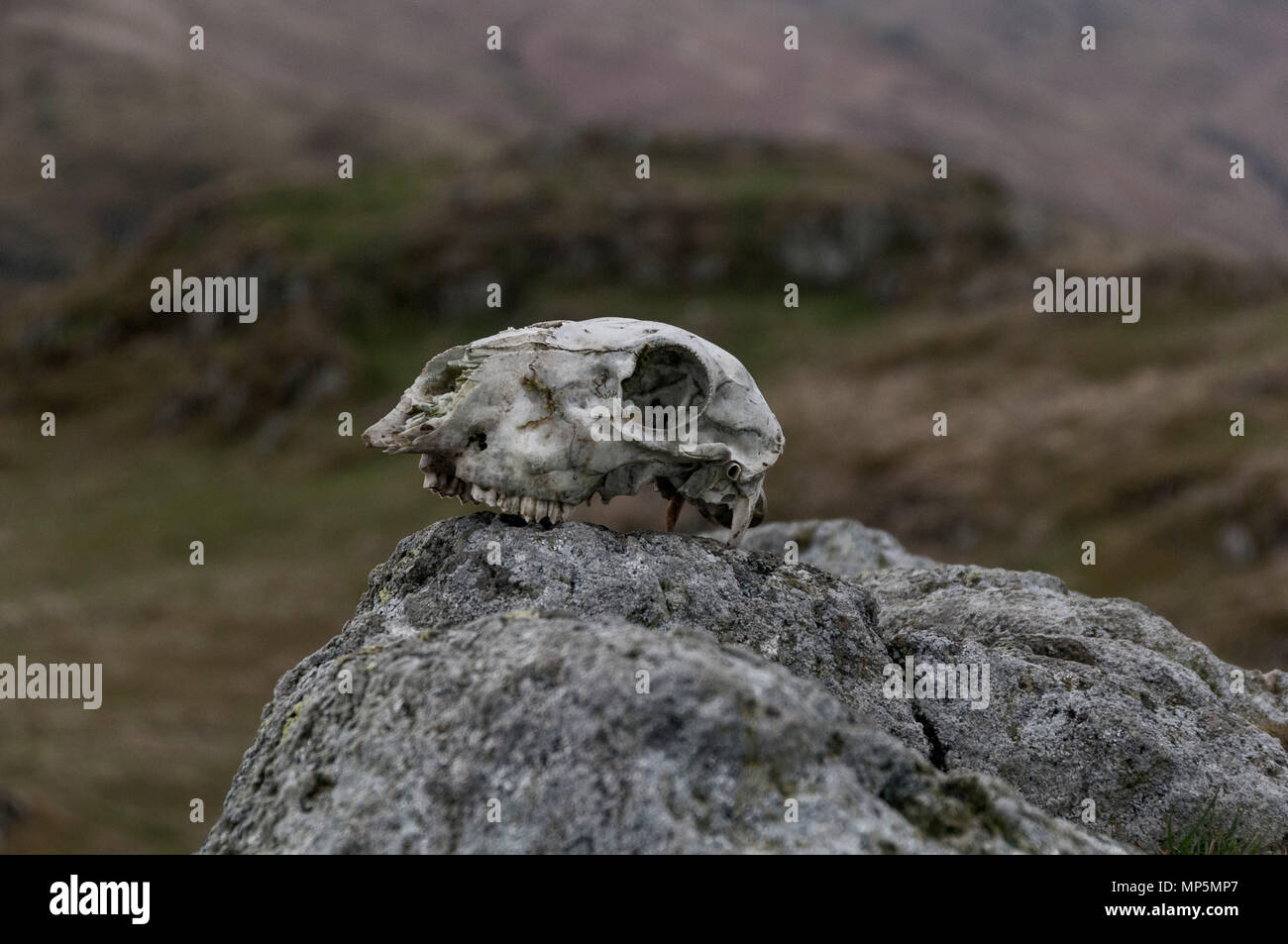Skull and molars hi-res stock photography and images - Alamy