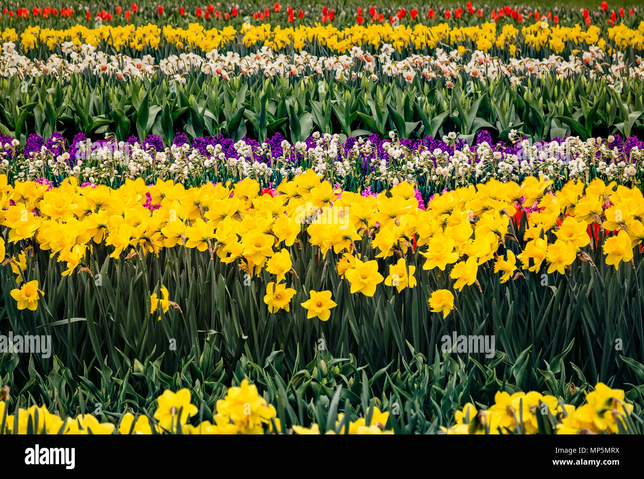 Nargis Flower Name In English