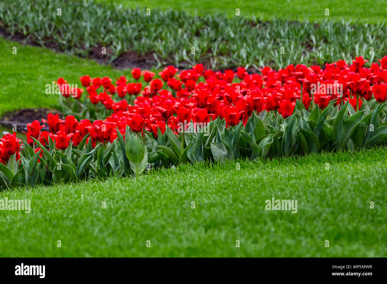 Spring blooming hillside hi-res stock photography and images - Alamy