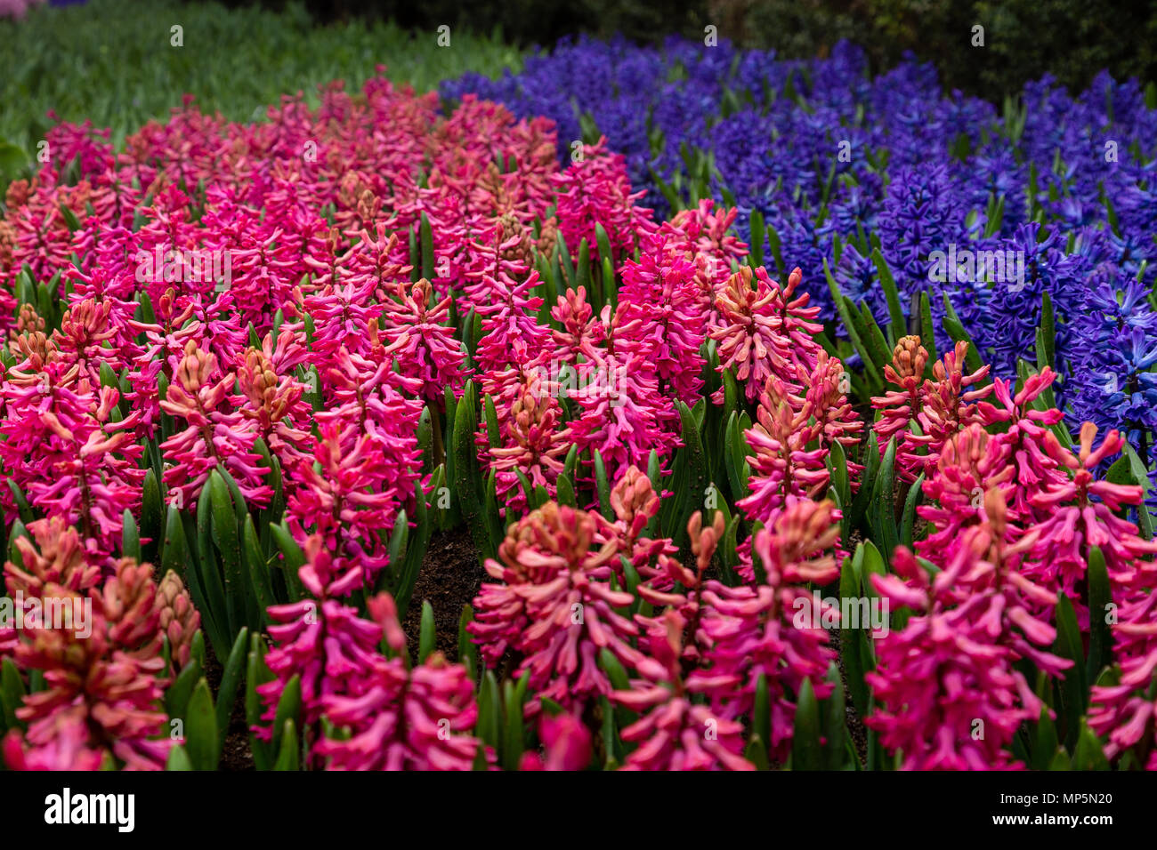 Indigo Flowers Stock Photos & Indigo Flowers Stock Images - Alamy