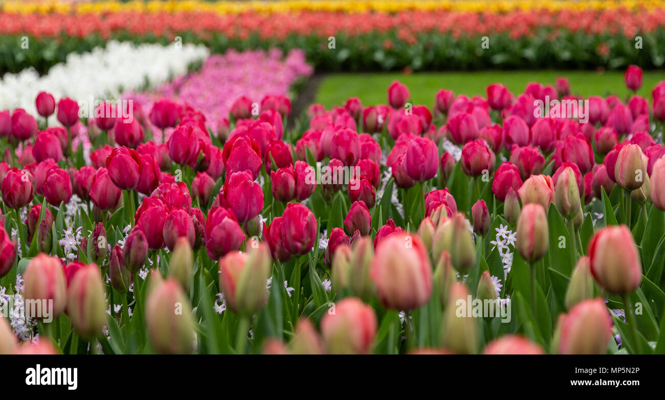 Fuchsia tulip hi-res stock photography and images - Alamy