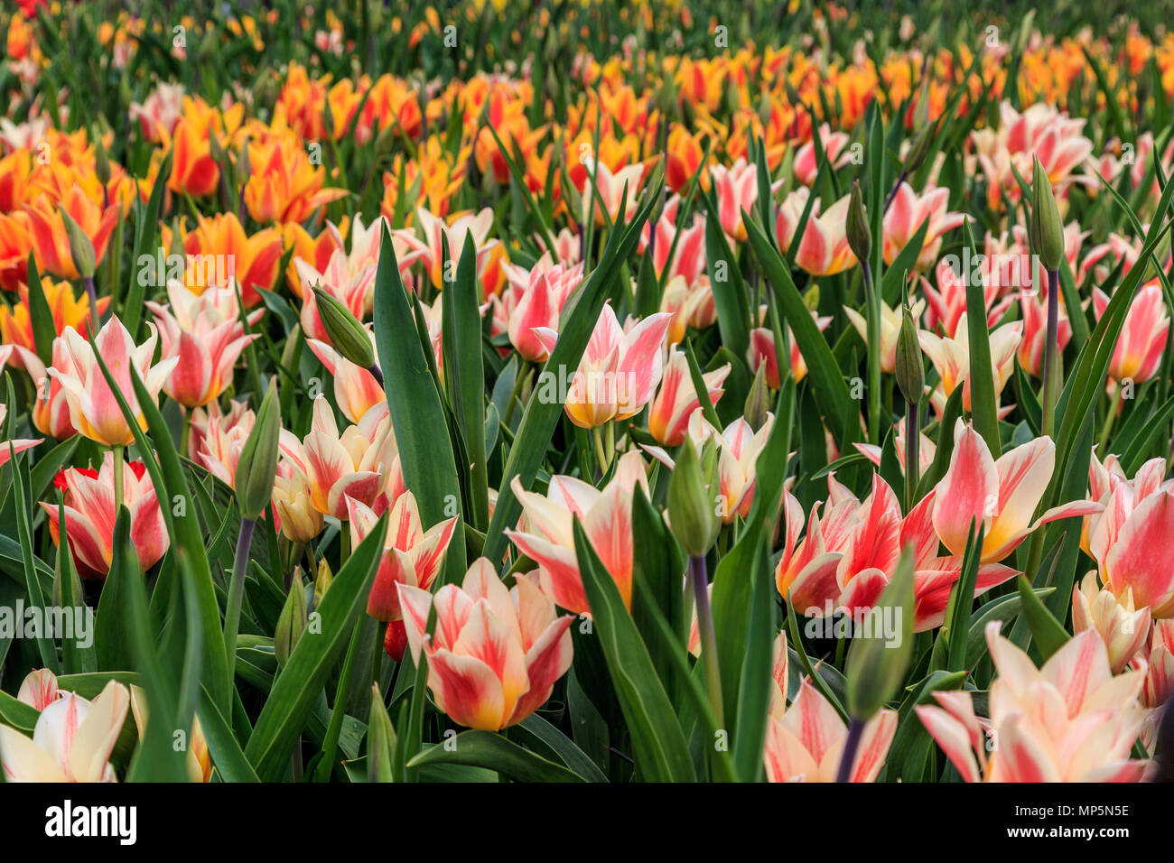 Softy hi-res stock photography and images - Alamy