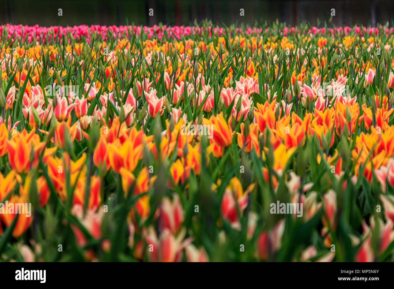 Softy hi-res stock photography and images - Alamy