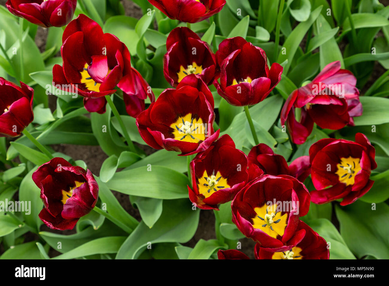 Purple Red Velvet High Resolution Stock Photography and Images - Alamy