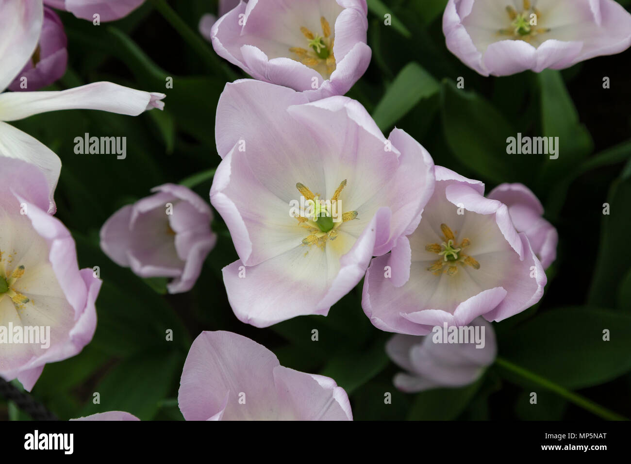 Lavender pink hi-res stock photography and images - Alamy
