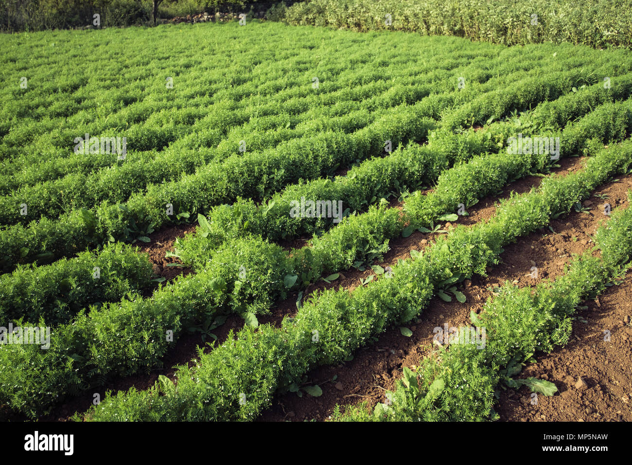 Lentil field. Rows of lentil plants Stock Photo - Alamy