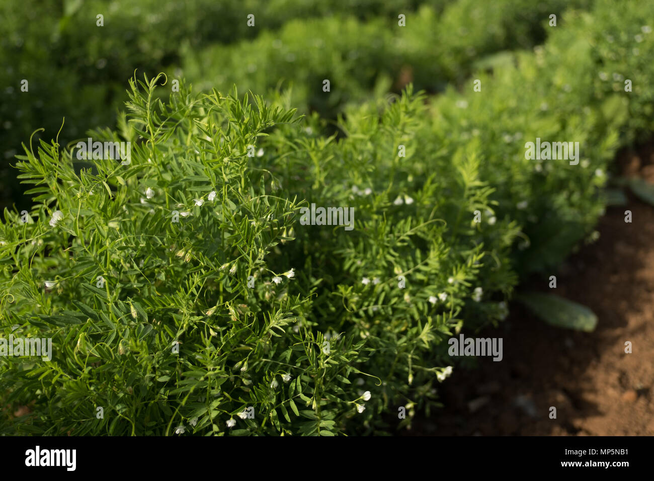 Lentil flowers hi-res stock photography and images - Alamy