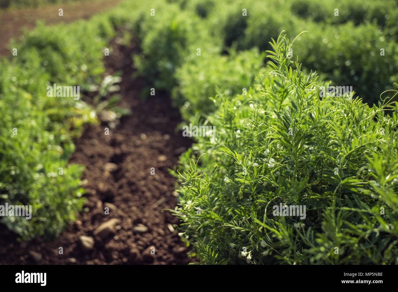 Lentil plant hi-res stock photography and images - Alamy