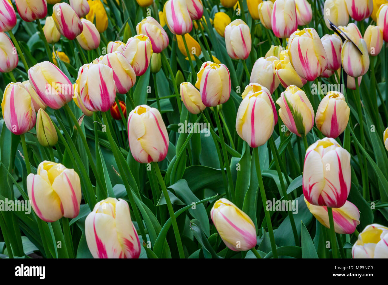Greenery everywhere hi-res stock photography and images - Alamy