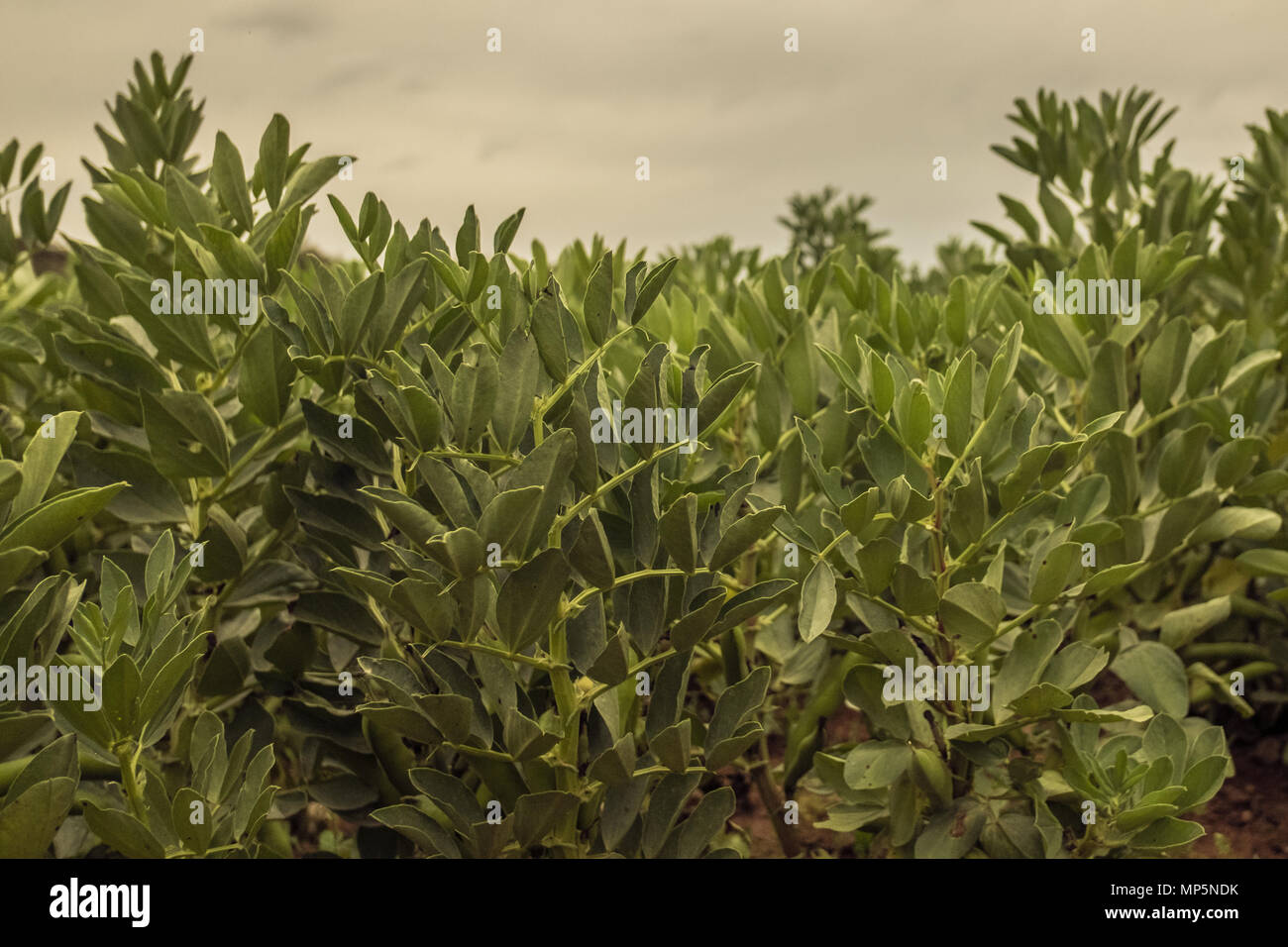 Field bean hi-res stock photography and images - Alamy