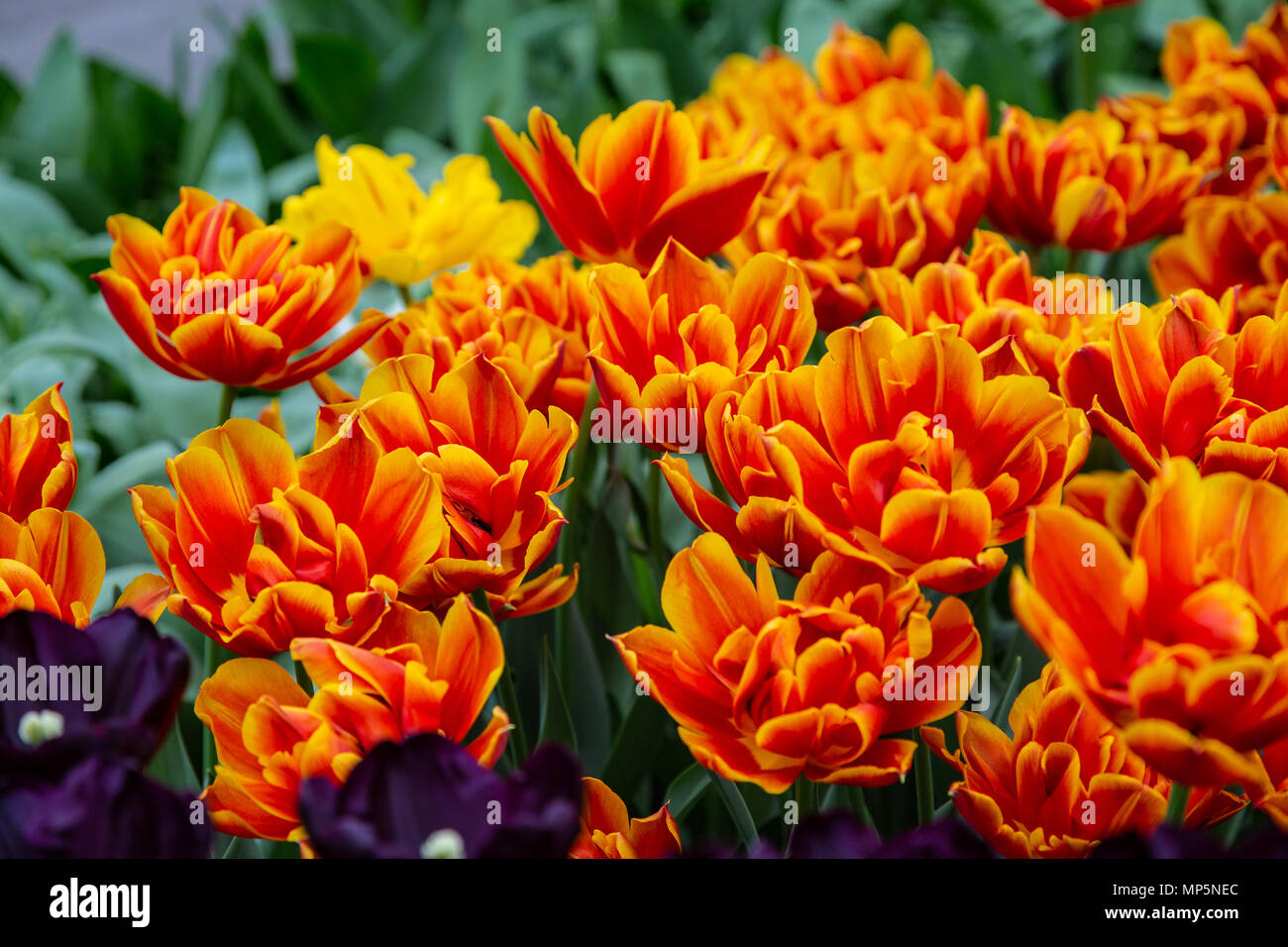 Intense greenery hi-res stock photography and images - Alamy