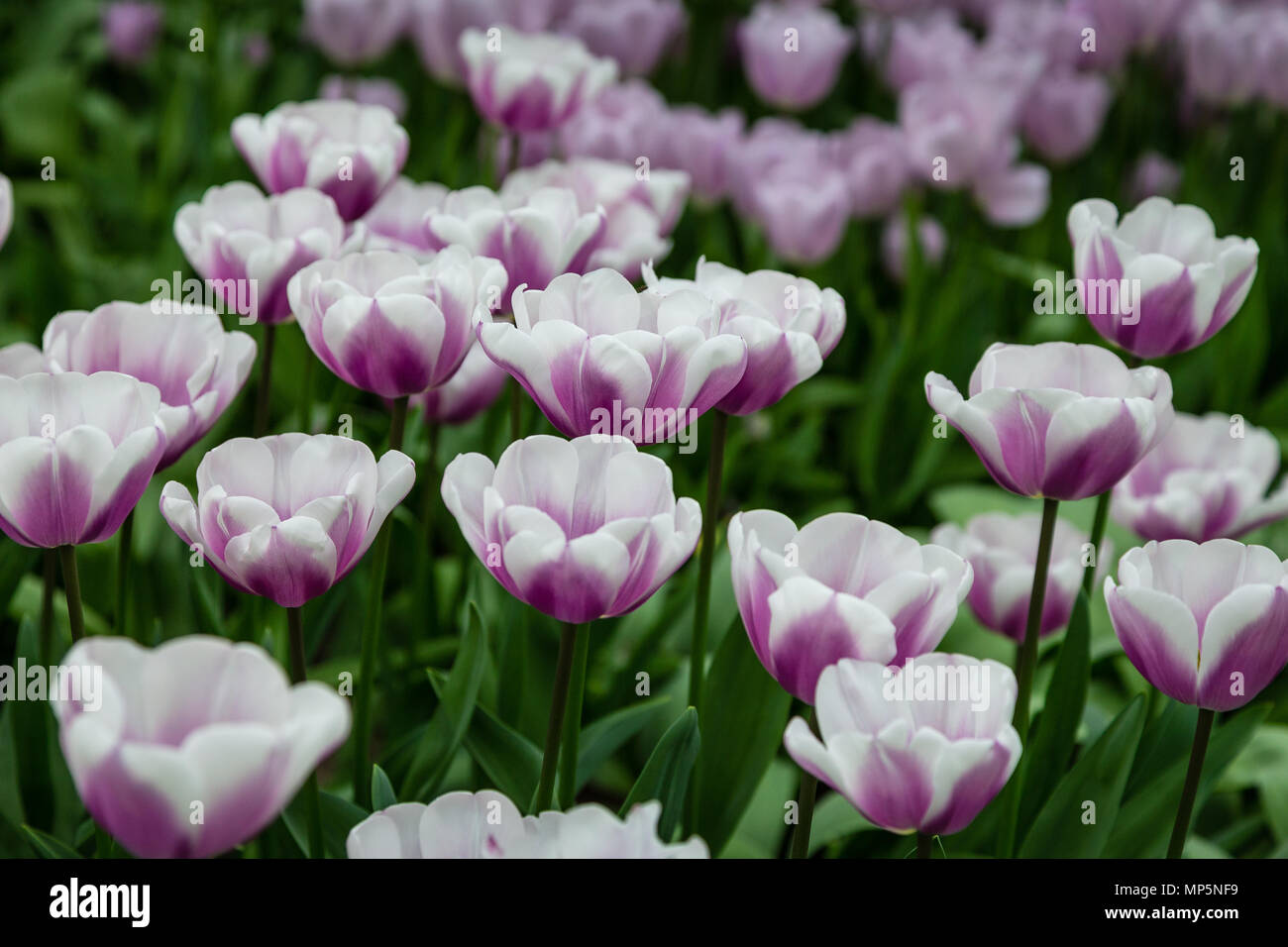 Violet and white hi-res stock photography and images - Alamy
