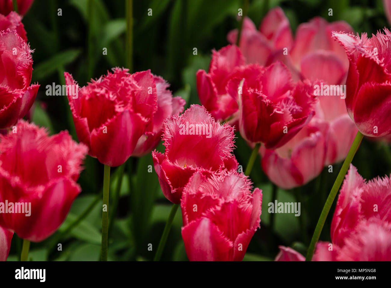 Frozen red 1 Stock Photo - Alamy