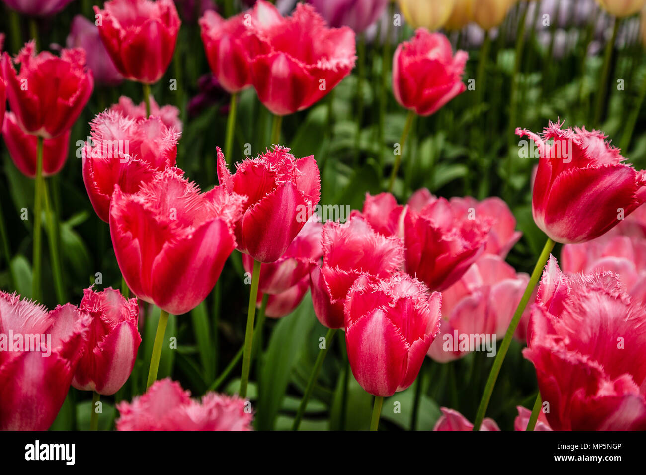 Frozen red 2 Stock Photo - Alamy