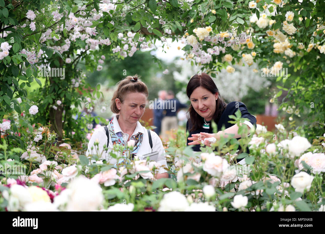 David Austen Roses High Resolution Stock Photography and Images - Alamy