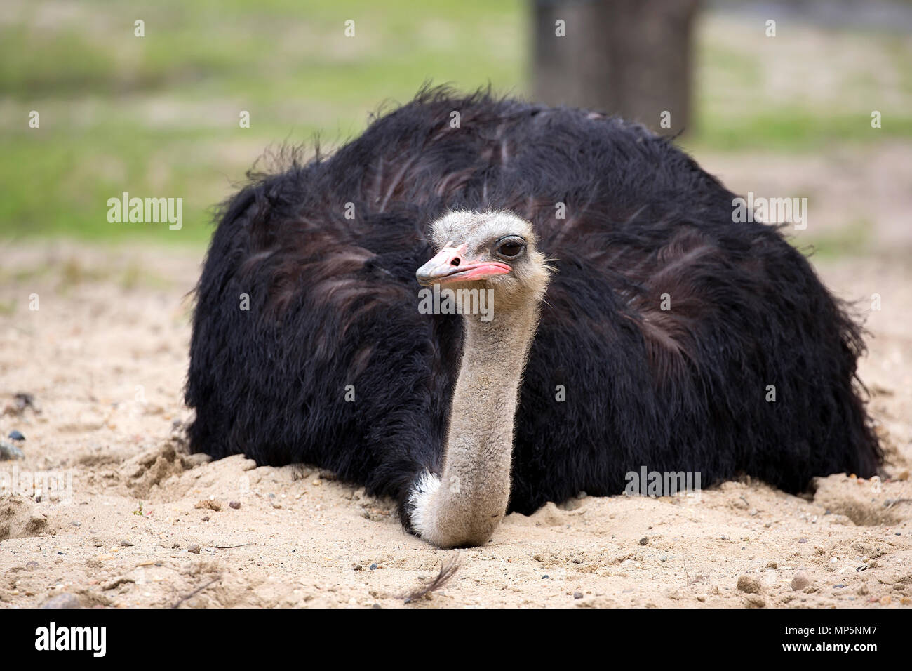 Ostrich in wild hi-res stock photography and images - Alamy