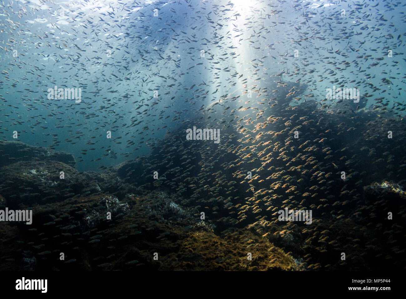 Small school of fish underwater hi-res stock photography and images - Alamy