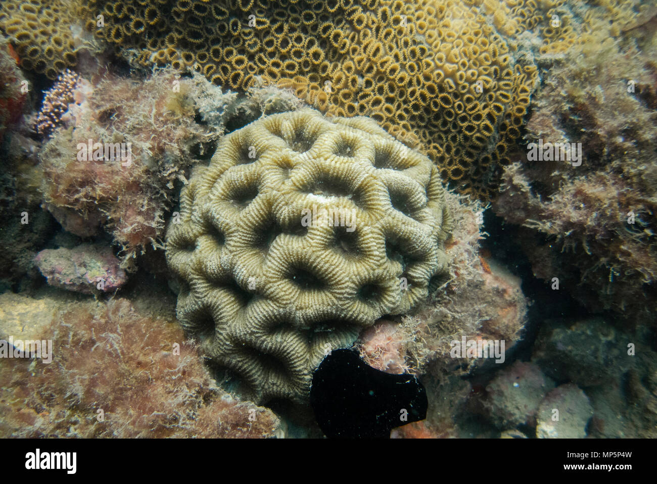 Coral cerebro hi-res stock photography and images - Alamy