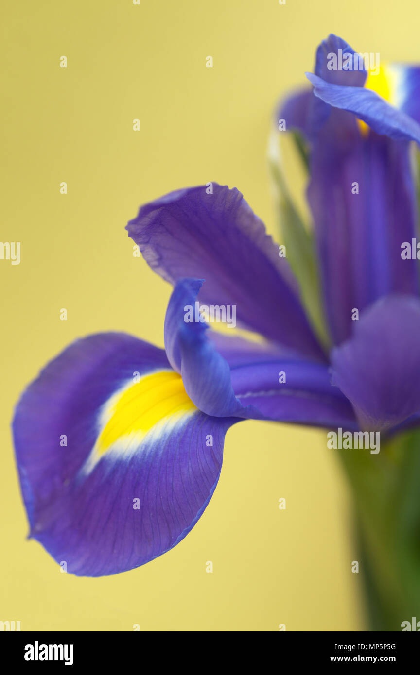 Close up of iris flower hi-res stock photography and images - Alamy