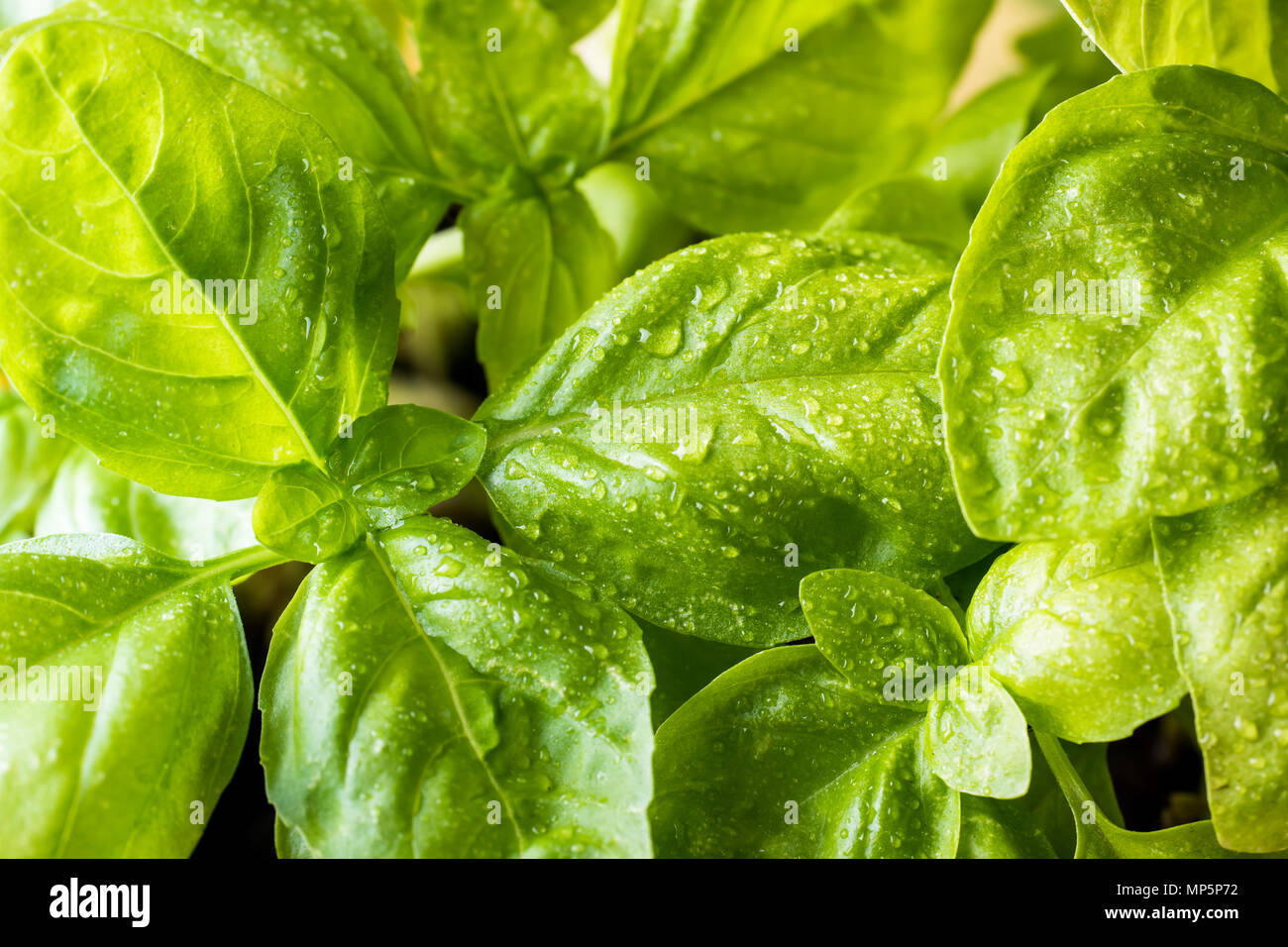 Fresh basil on a dark background. Green basil. Green basil on a dark ...