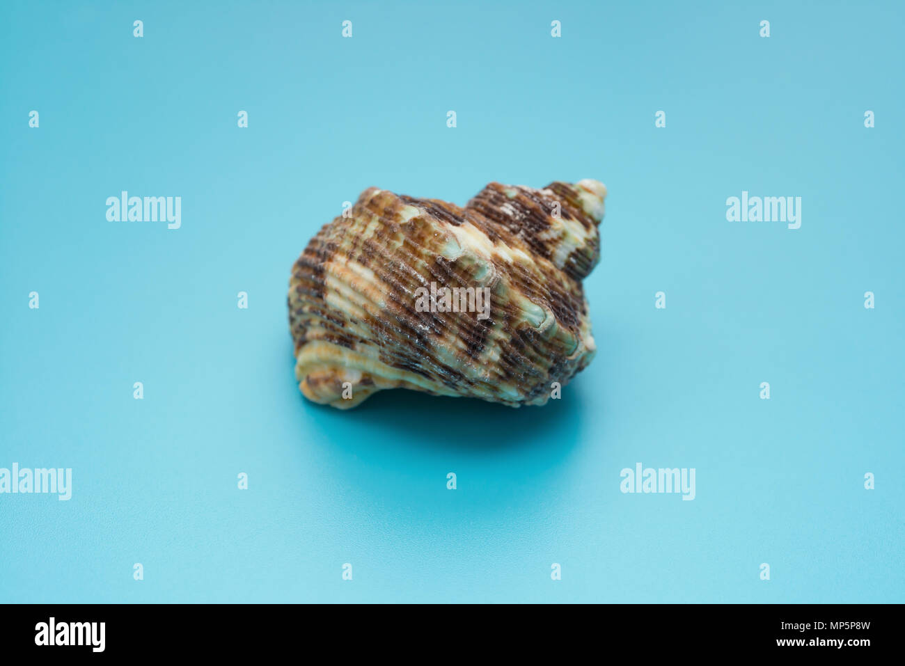 side veiw conch shell on a blue background Stock Photo - Alamy