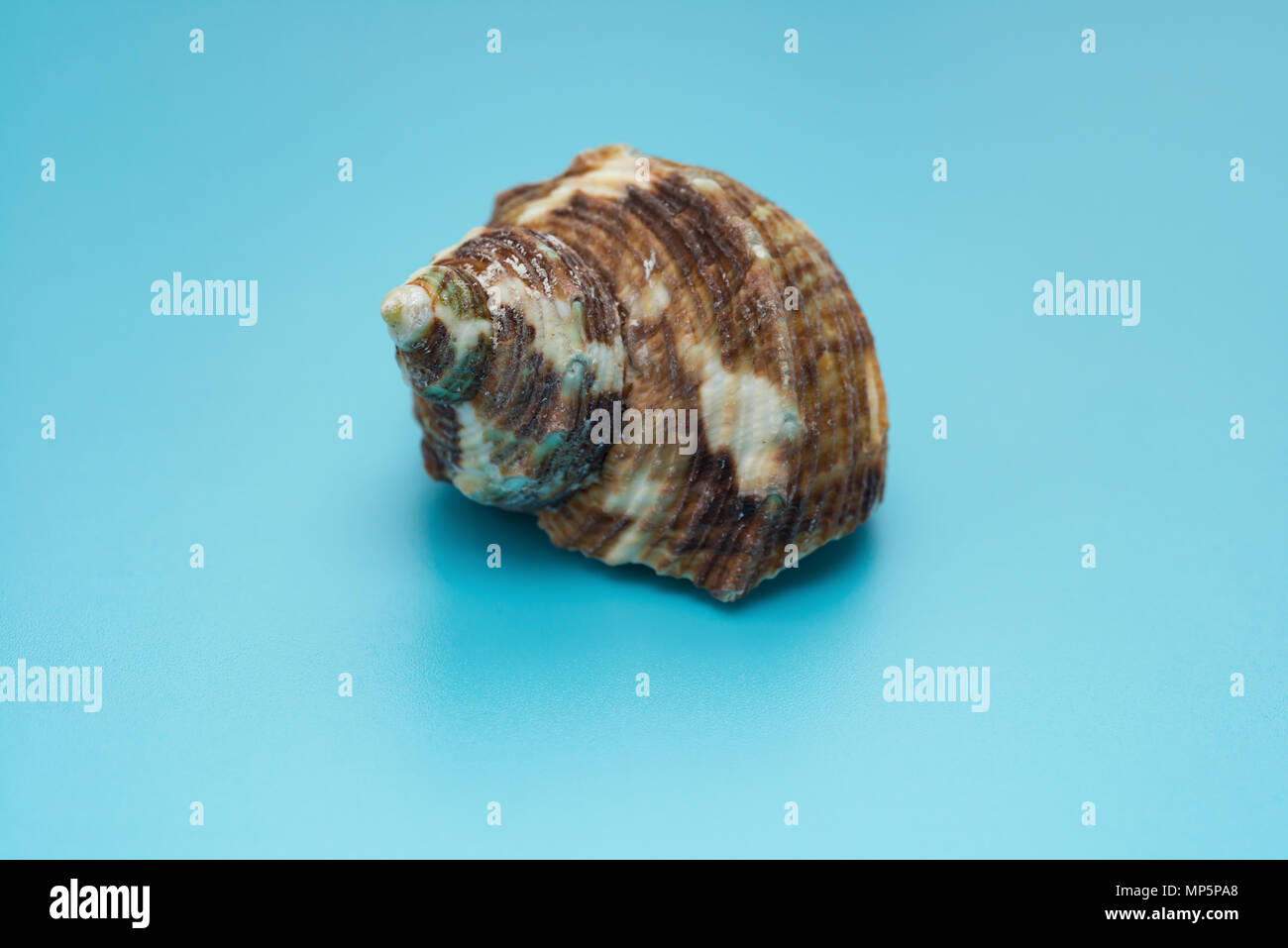 side veiw conch shell on a blue background Stock Photo - Alamy