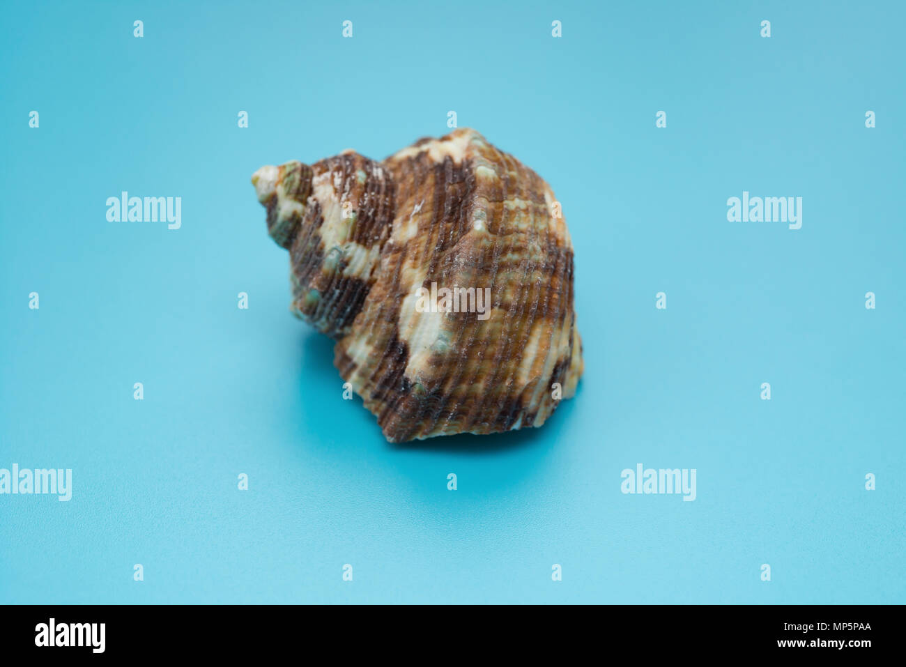 side veiw conch shell on a blue background Stock Photo - Alamy