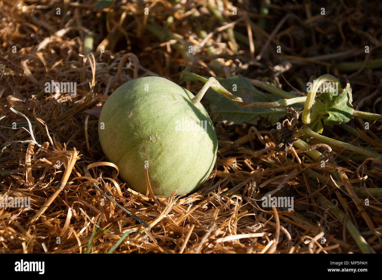 Unripe melon hi-res stock photography and images - Alamy