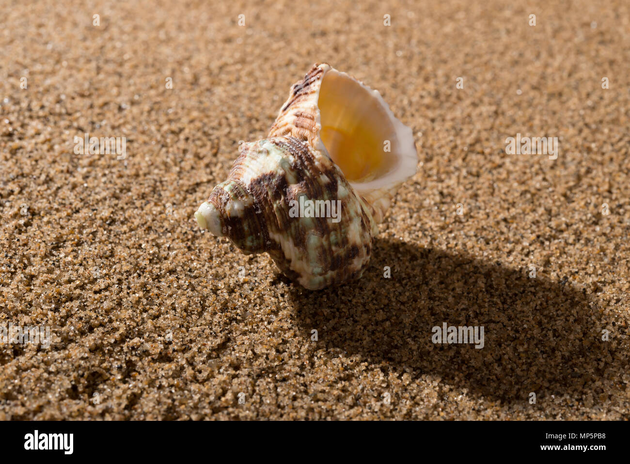 side veiw conch shell on sand Stock Photo - Alamy
