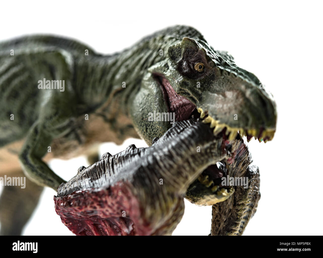 tyrannosaurus biting a dinosaur body with blood on white background ...