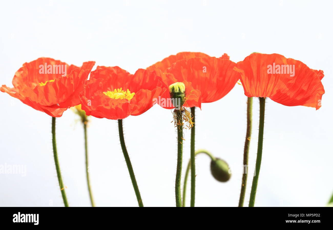 welsh poppy flowers on white background Stock Photo - Alamy