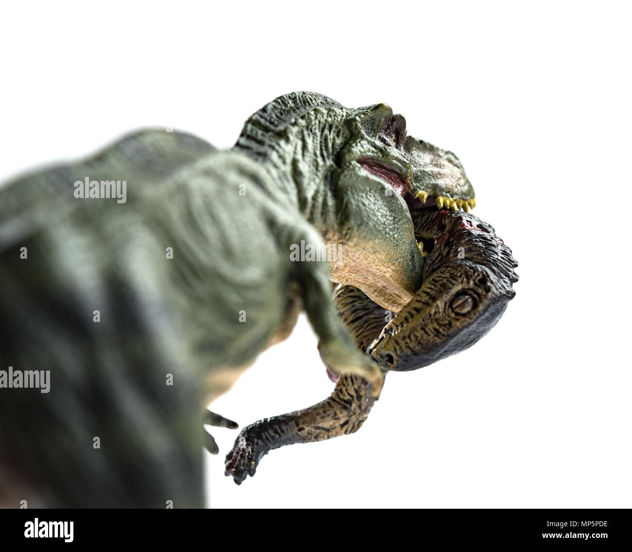 tyrannosaurus biting a dinosaur body with blood on white background ...