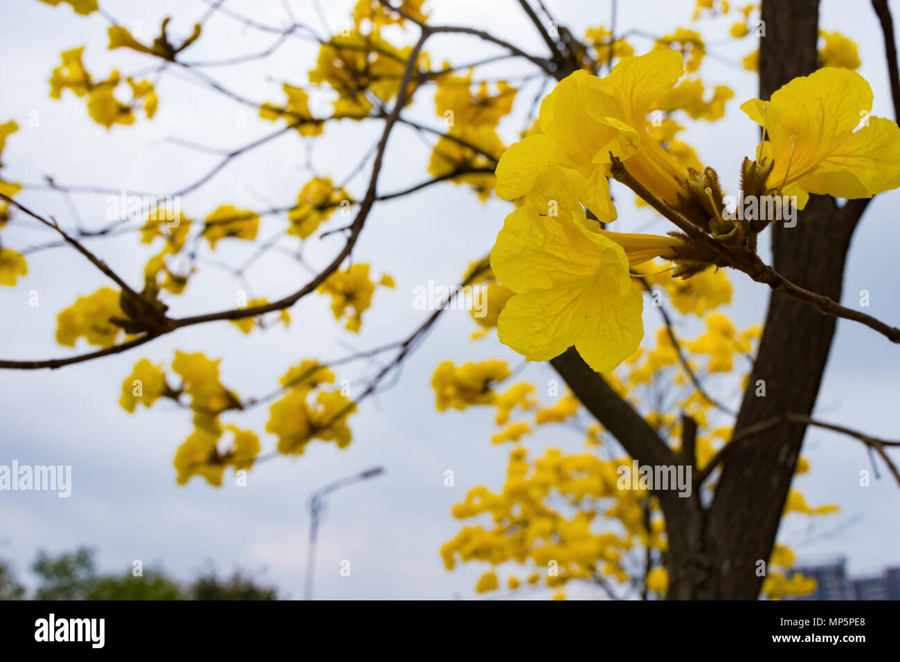 blooming Guayacan or Handroanthus chrysanthus tree Stock Photo - Alamy