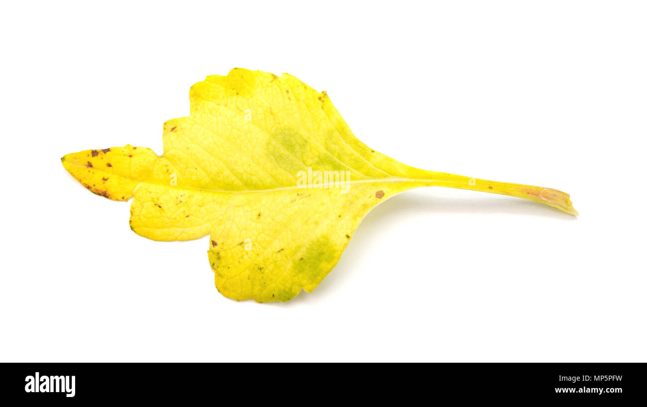 Fading white Cut Out Stock Images & Pictures - Alamy