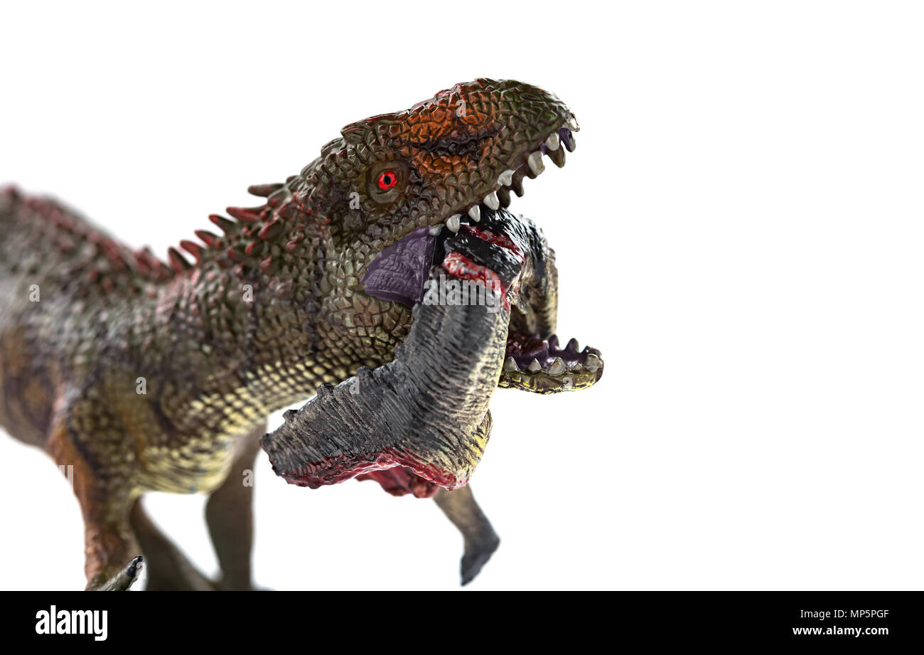 Carcharodontosaurus biting a dinosaur body with blood on white ...