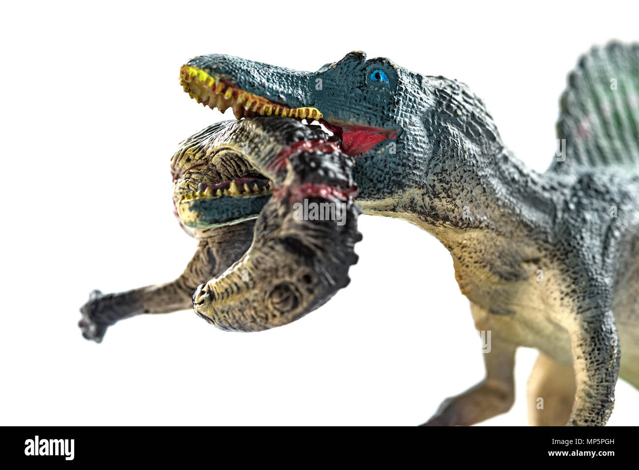 spinosaurus biting a dinosaur body with blood on white close up Stock ...