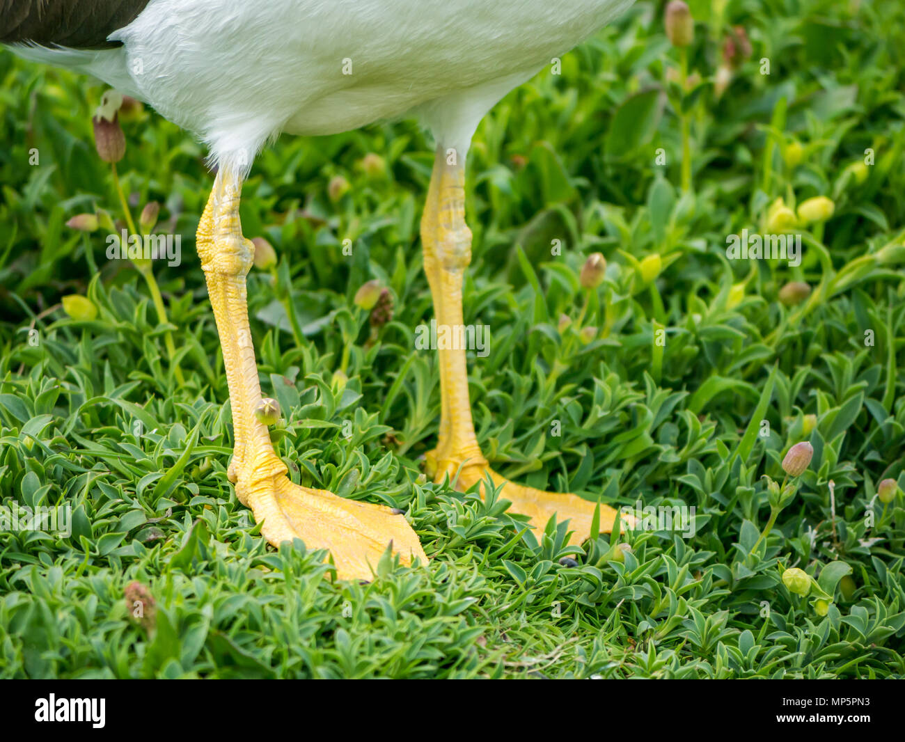 Webbed bird feet hi-res stock photography and images - Alamy