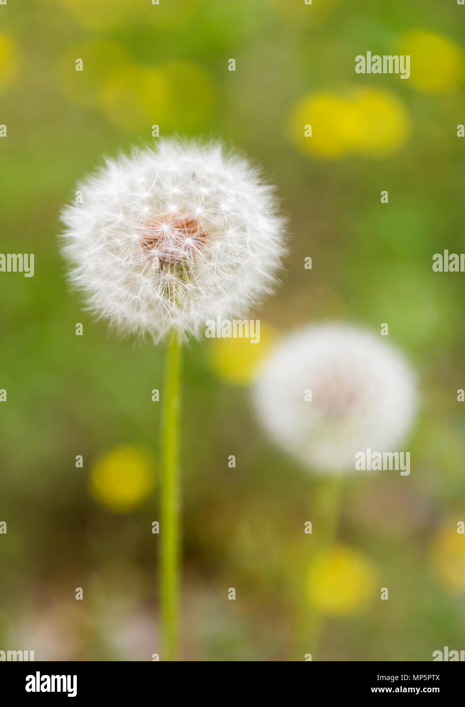 Garden elements hi-res stock photography and images - Alamy